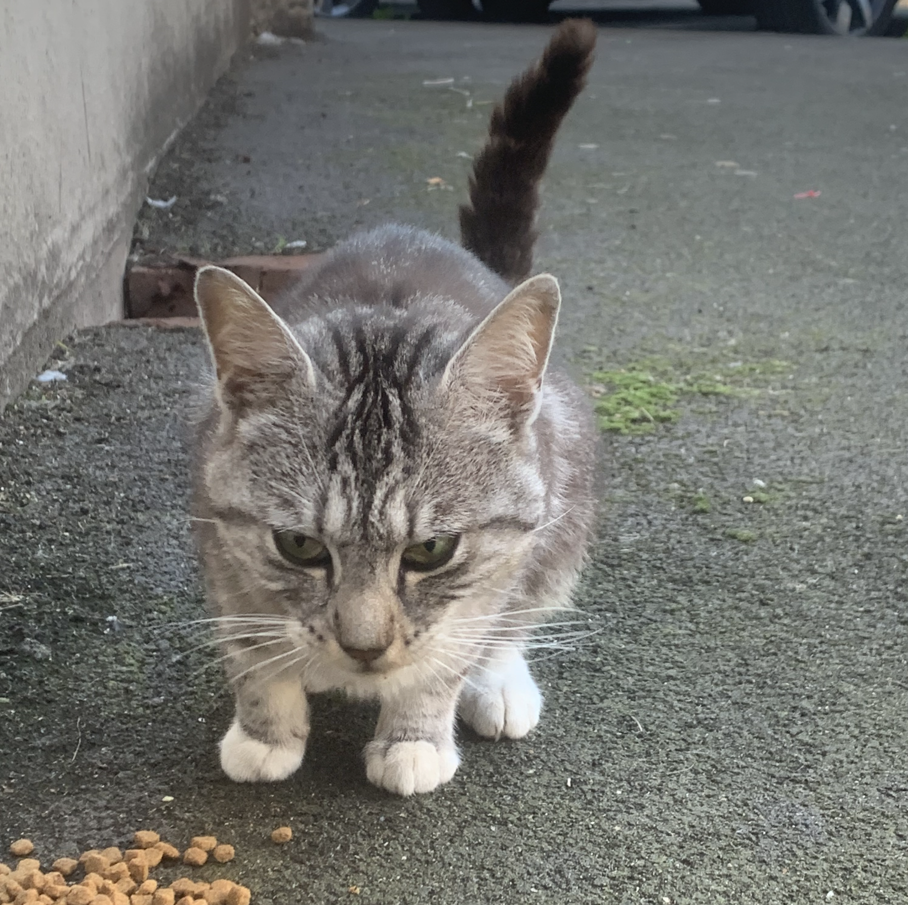 Bien-être animal : les chats errants à Lomme. / Avec ses animaux / S'aérer à Lomme / Culture et ...
